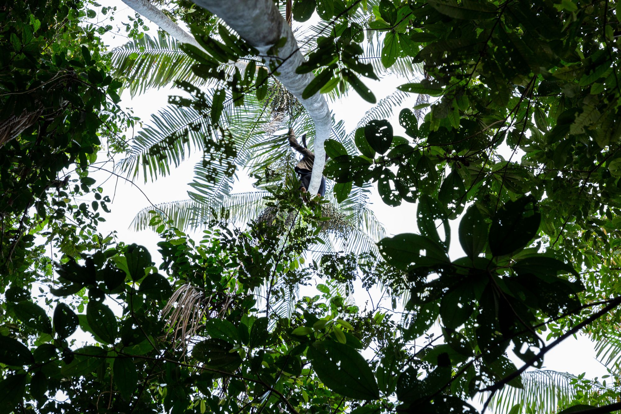 Roosje Verschoor: The production process in Suriname